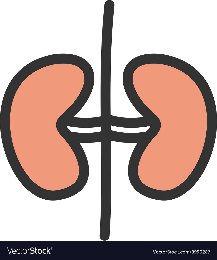 Kidneys Royalty Free Vector Image - VectorStock