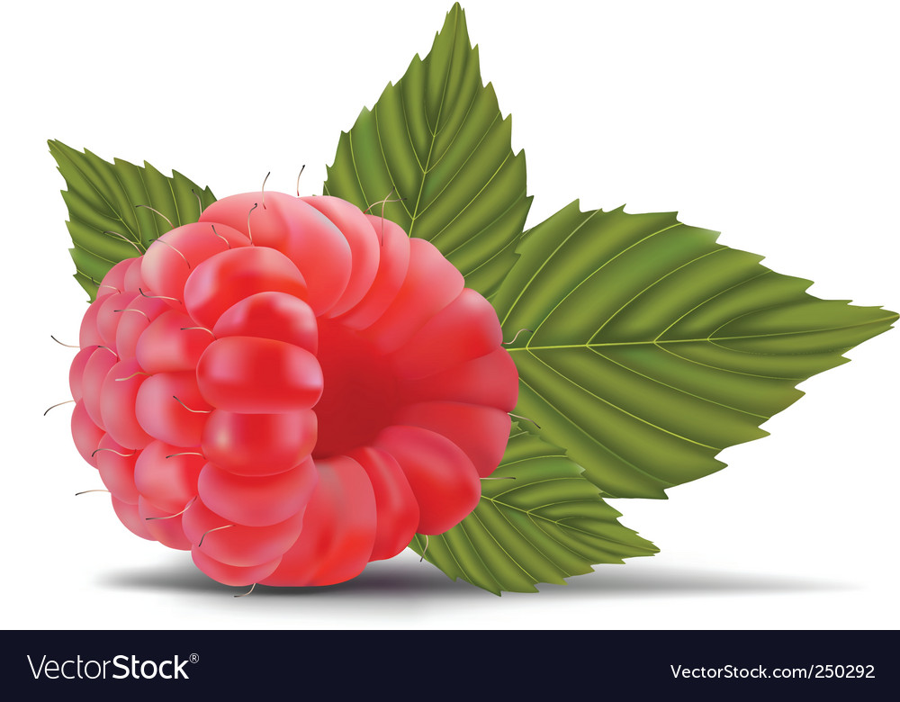 Raspberry with leaves Royalty Free Vector Image
