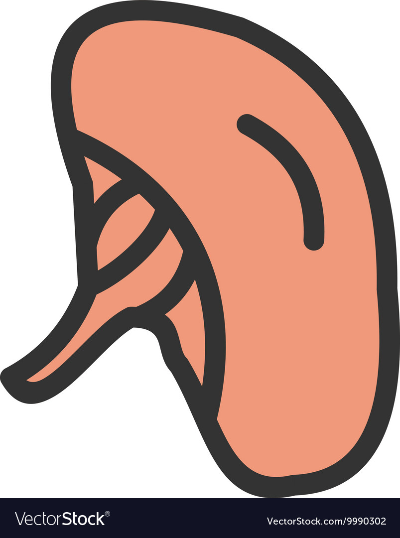 Spleen Royalty Free Vector Image - VectorStock