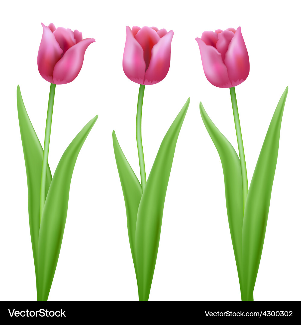 Three pink cartoon tulips Royalty Free Vector Image