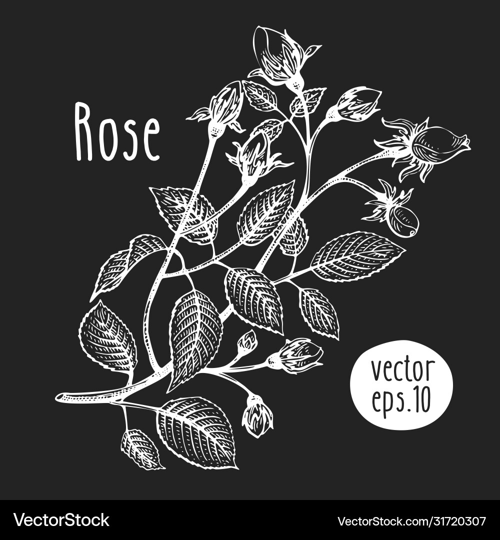 Hand drawn flower rose sketch on chalk board Vector Image