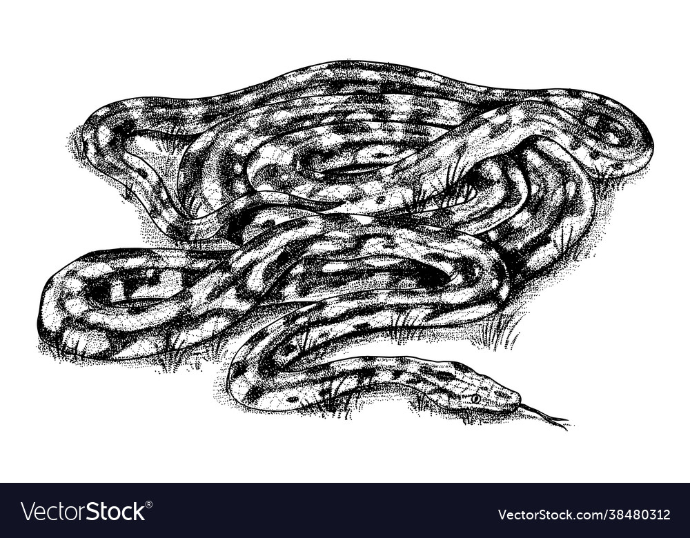 Pythonidae or python boinae boas boids Royalty Free Vector