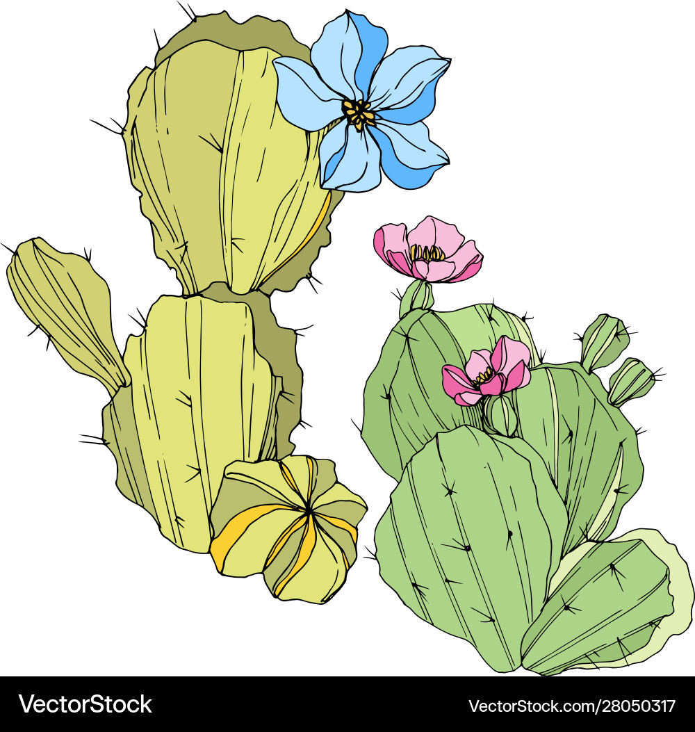 Cacti floral botanical flower green Royalty Free Vector