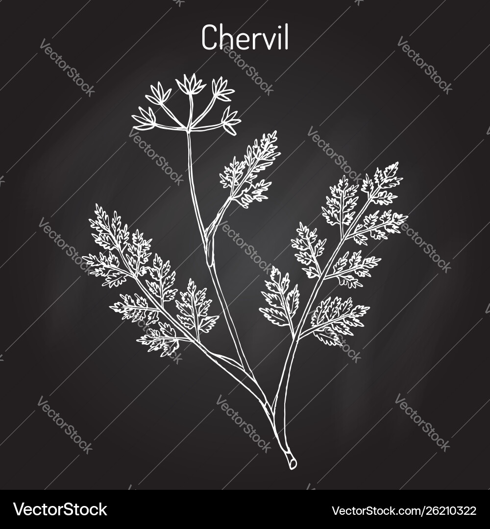 French parsley or garden chervil anthriscus Vector Image