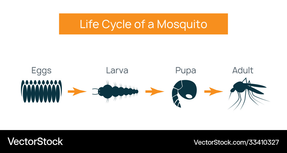 Mosquito life cycle insect water breeding egg Vector Image