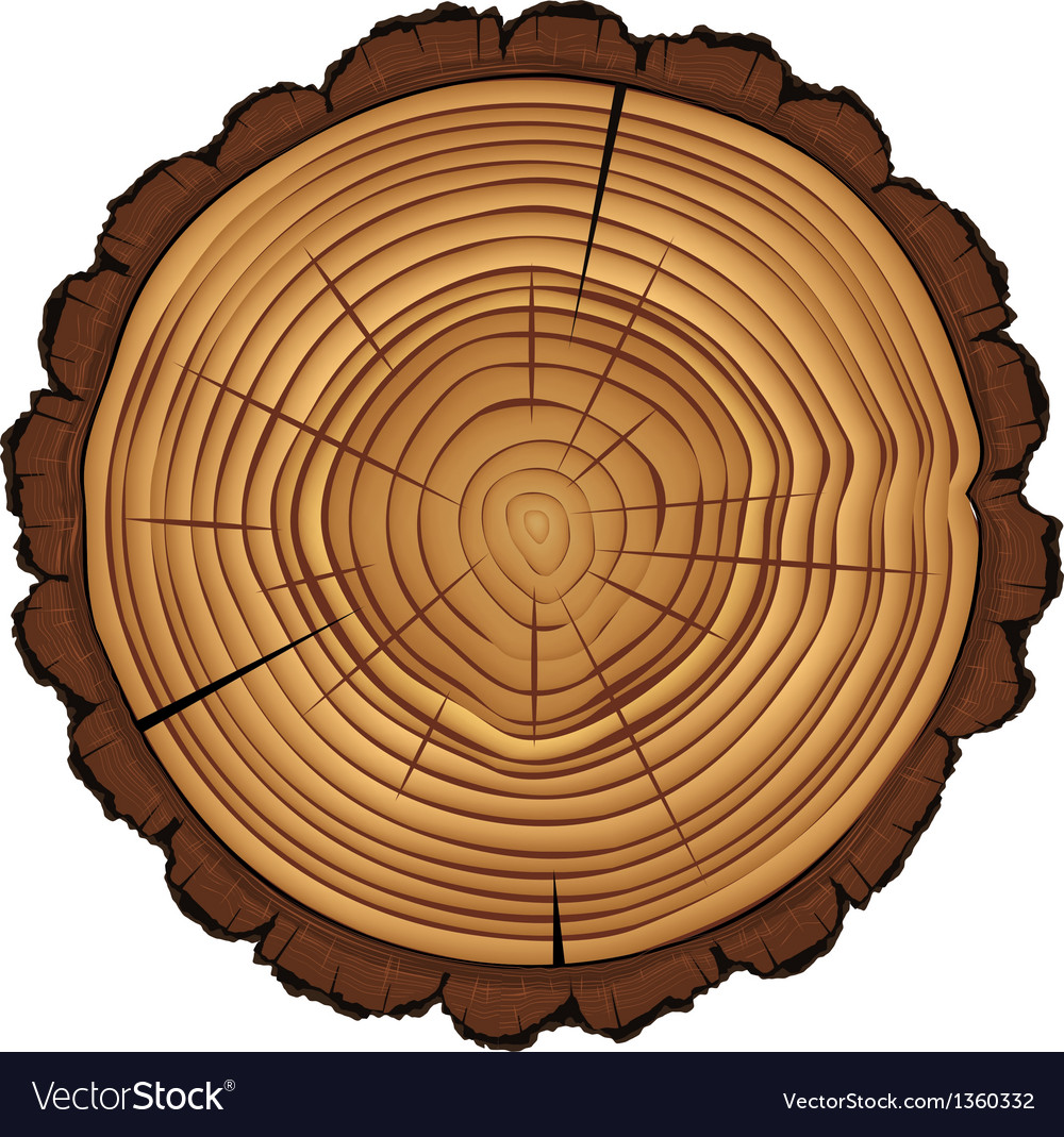 Cross section tree stump isolated on white Vector Image Cross section tree stump isolated on white Vector Image