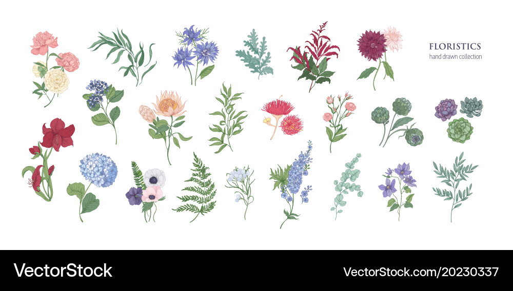 Collection popular floristic flowers and Vector Image