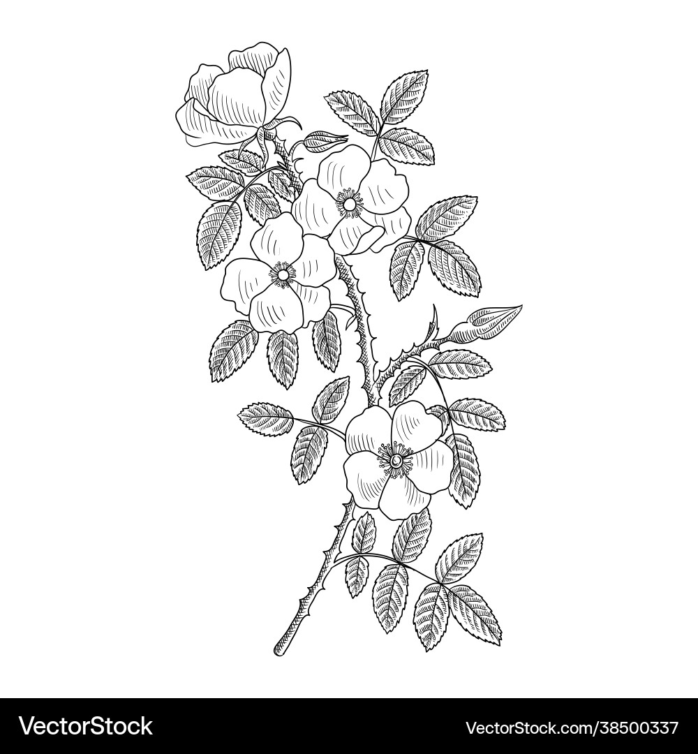 Drawing branch sweet brier with leaves Royalty Free Vector