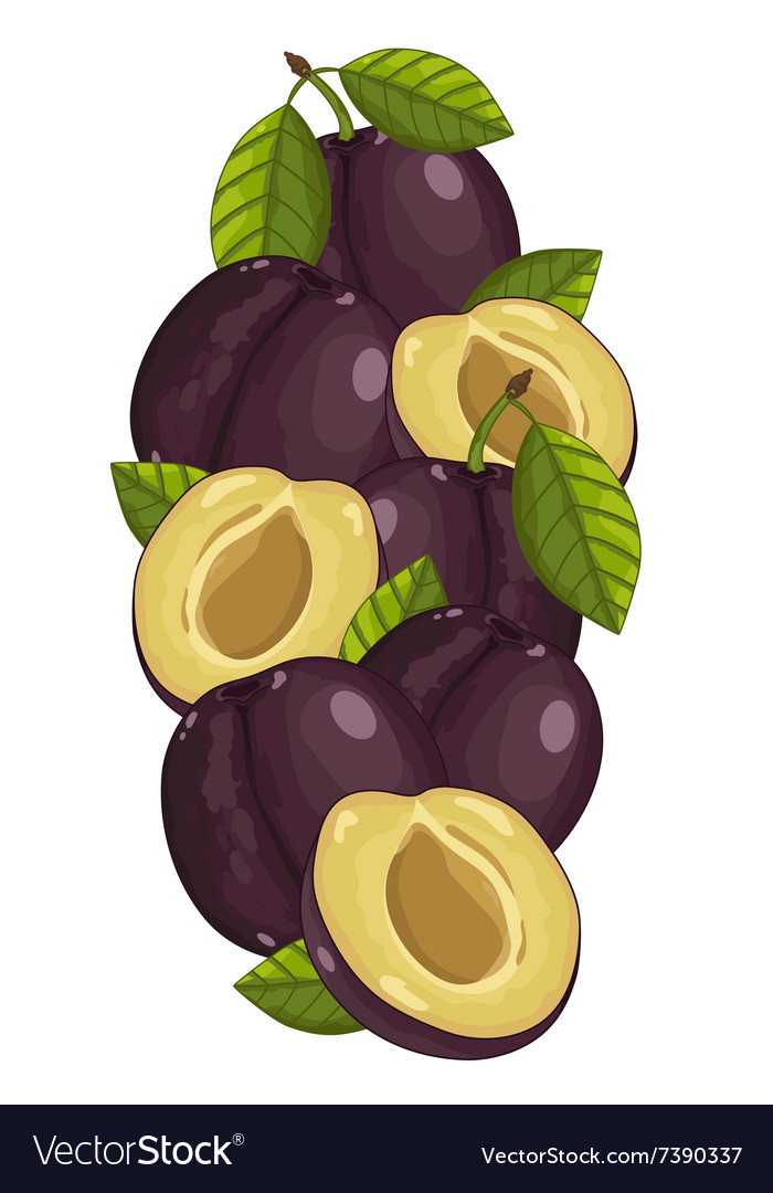 Plum isolated composition Royalty Free Vector Image