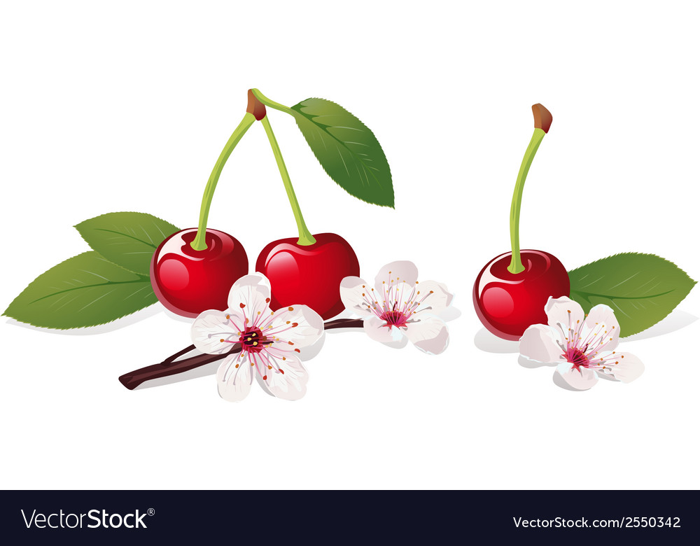 Cherry Royalty Free Vector Image - VectorStock