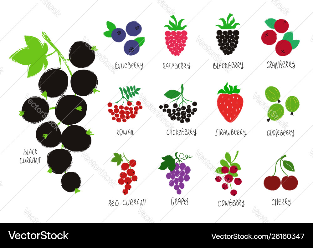 Collection or colorful isolated berries Royalty Free Vector