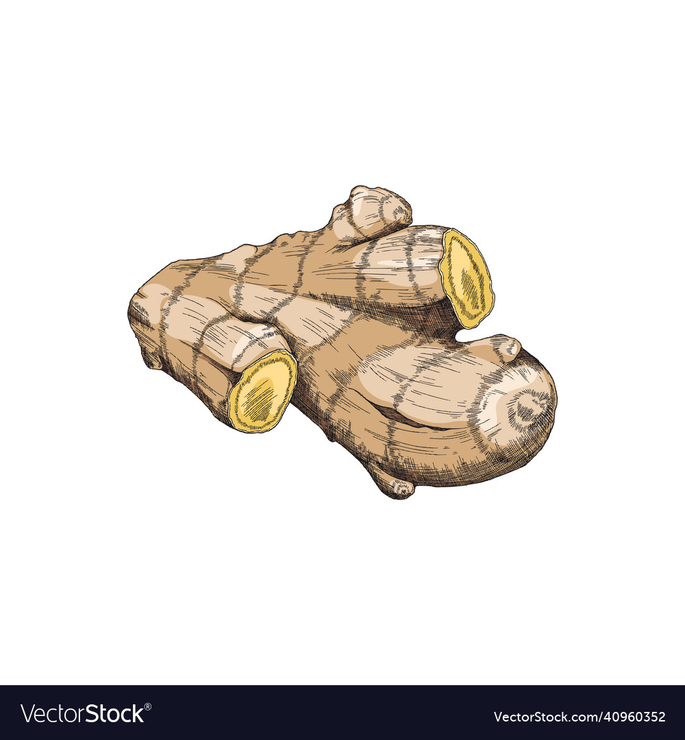 Fresh ginger root spice for cooking and health Vector Image Fresh ginger root spice for cooking and health Vector Image