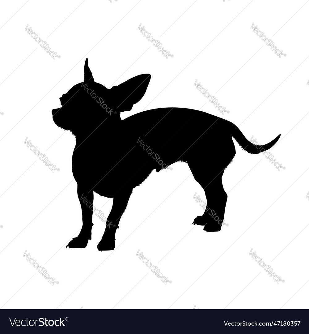 Chihuahua dog silhouette isolated on a white Vector Image