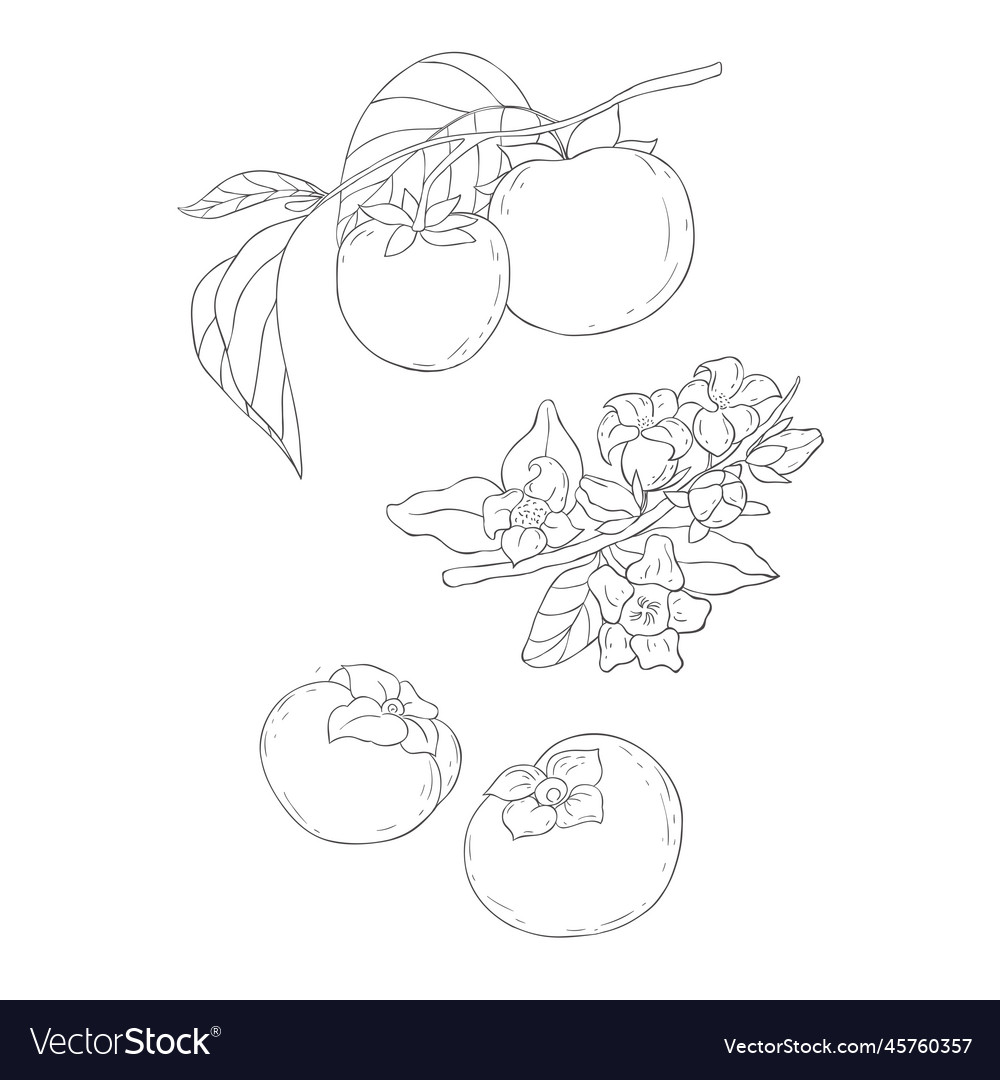 Line art persimmons elements of fruits Royalty Free Vector