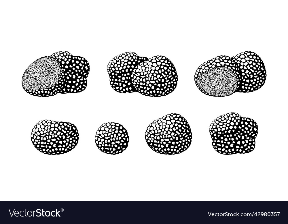 Truffle Royalty Free Vector Image - VectorStock