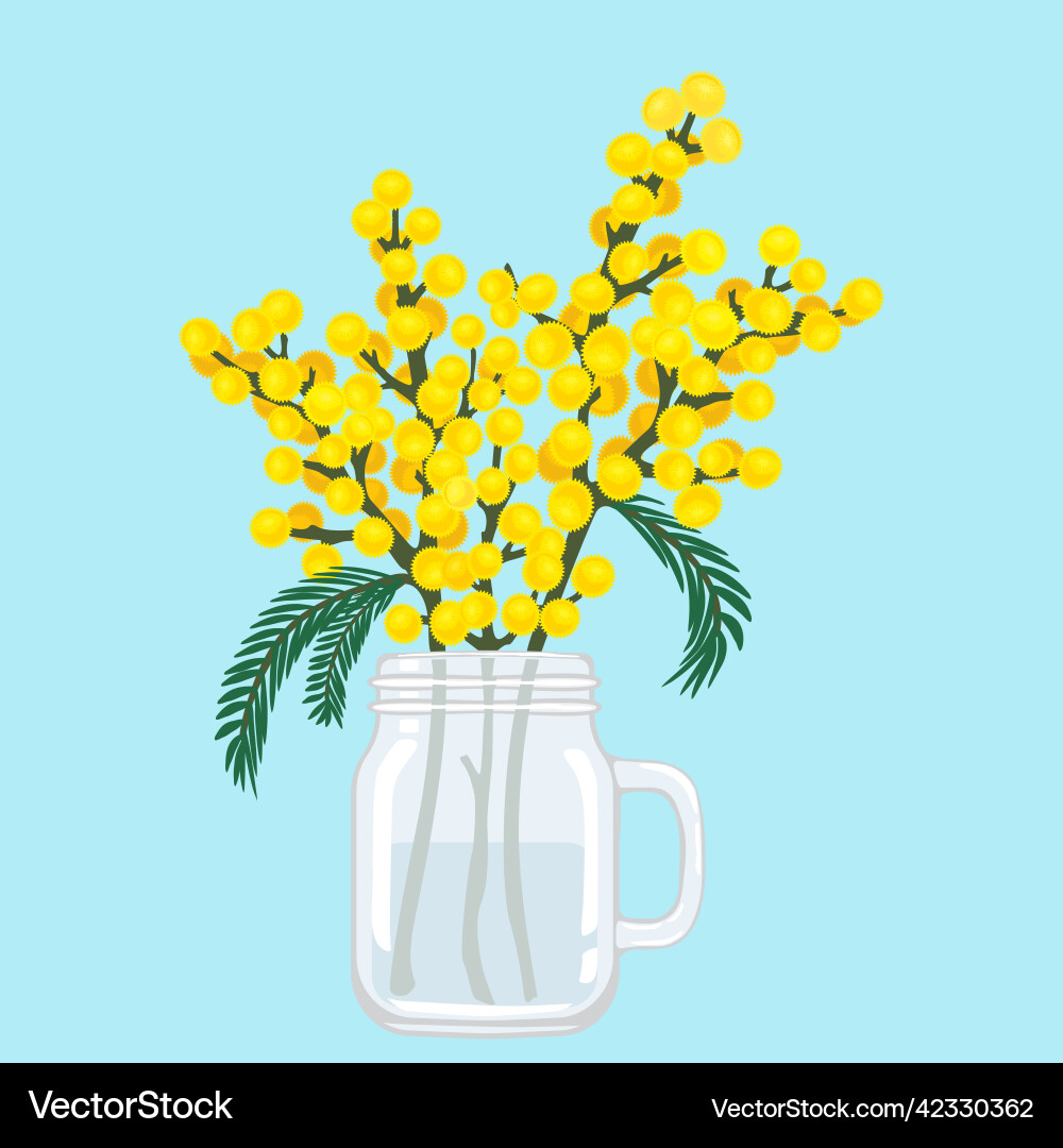 Mimosa in a glass jar Royalty Free Vector Image