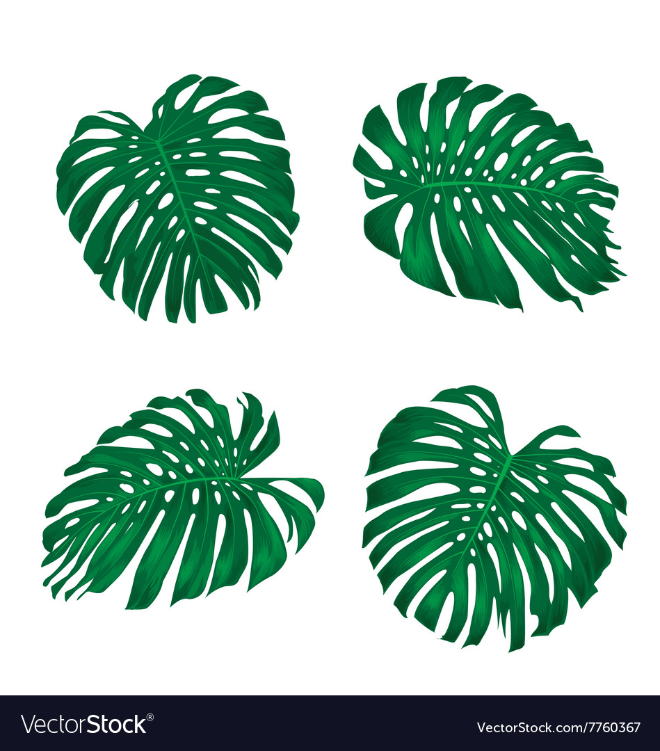 Leaf Royalty Free Vector Image - VectorStock