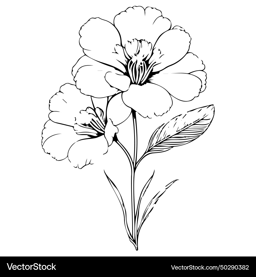 Primrose drawing flower violet hand draw Vector Image