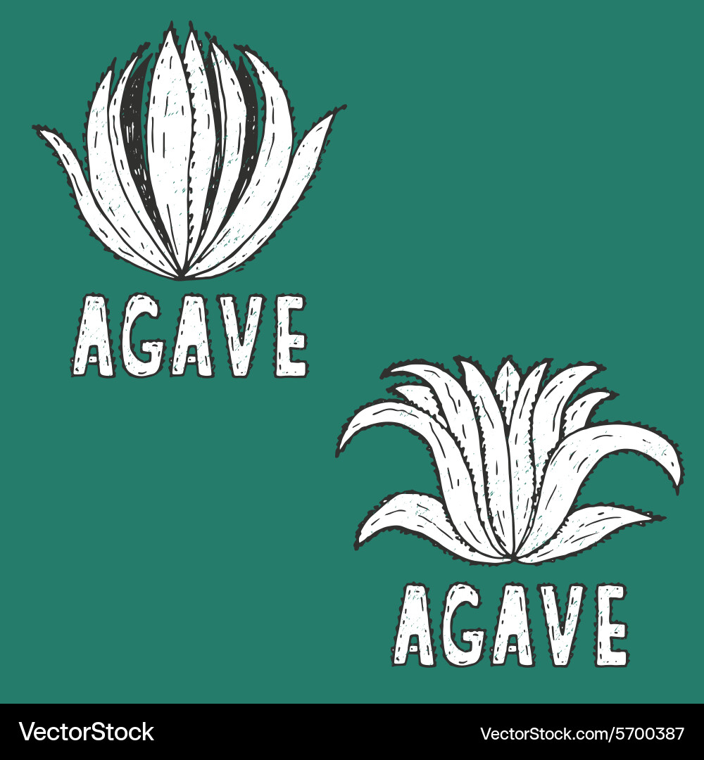 Hand drawn template of agave Royalty Free Vector Image