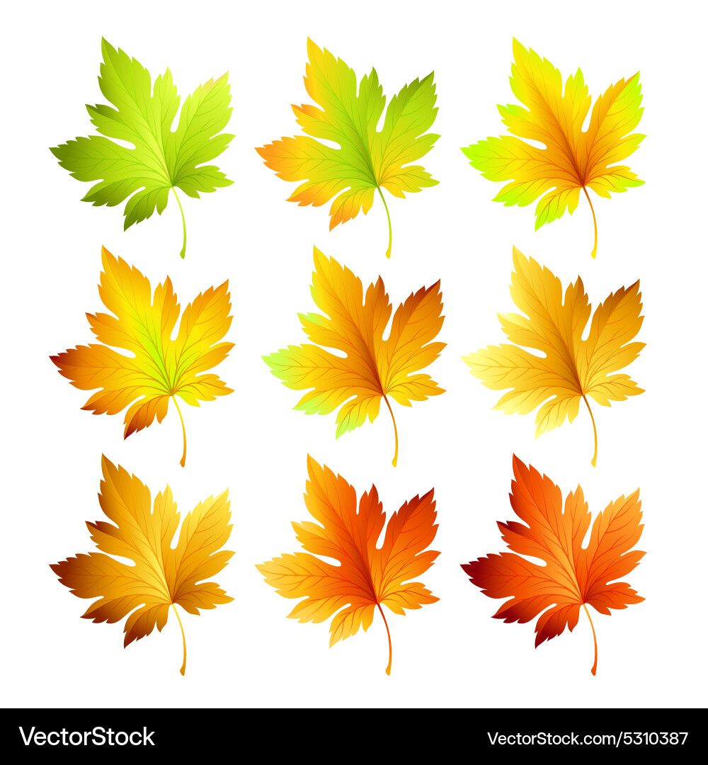 Set colorful autumn leaves Royalty Free Vector Image