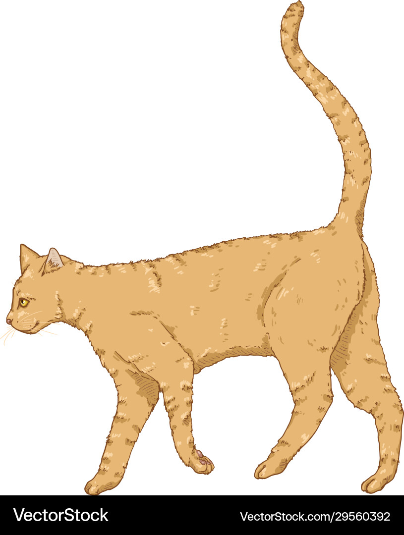 Walking cat cartoon feline Royalty Free Vector Image