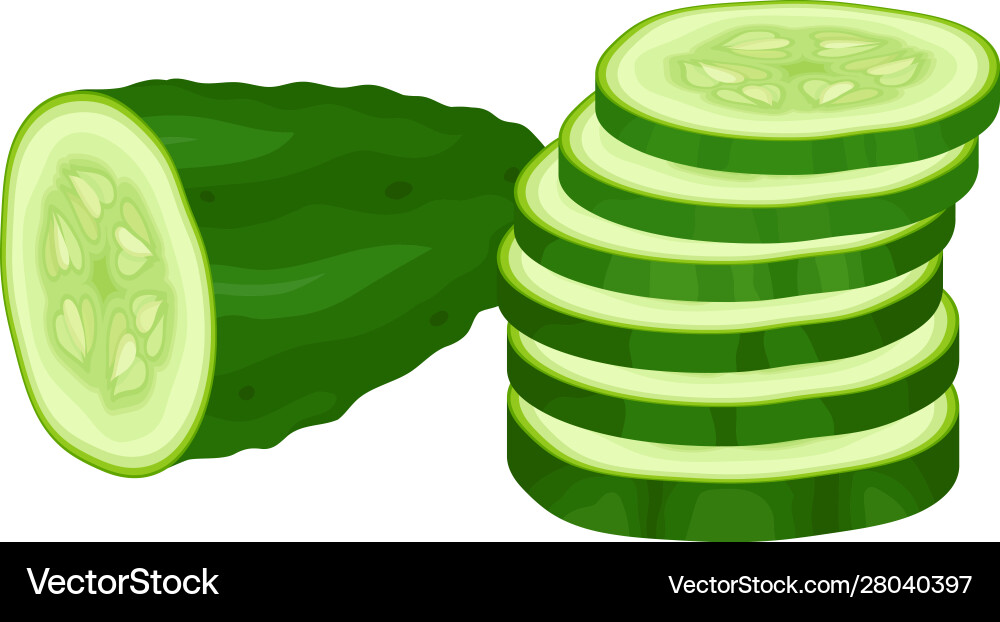 Fresh sliced cucumber element green juiced Vector Image