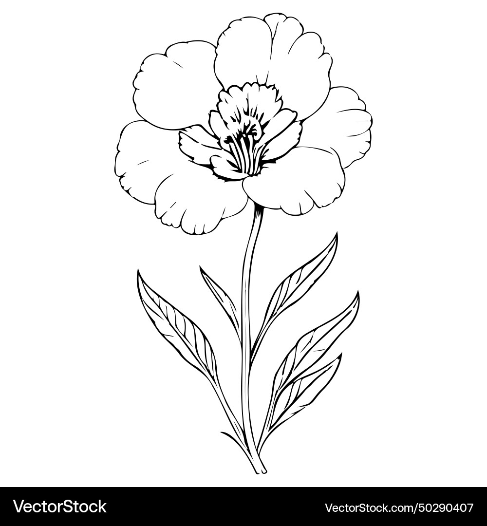 Primrose drawing flower violet hand draw Vector Image