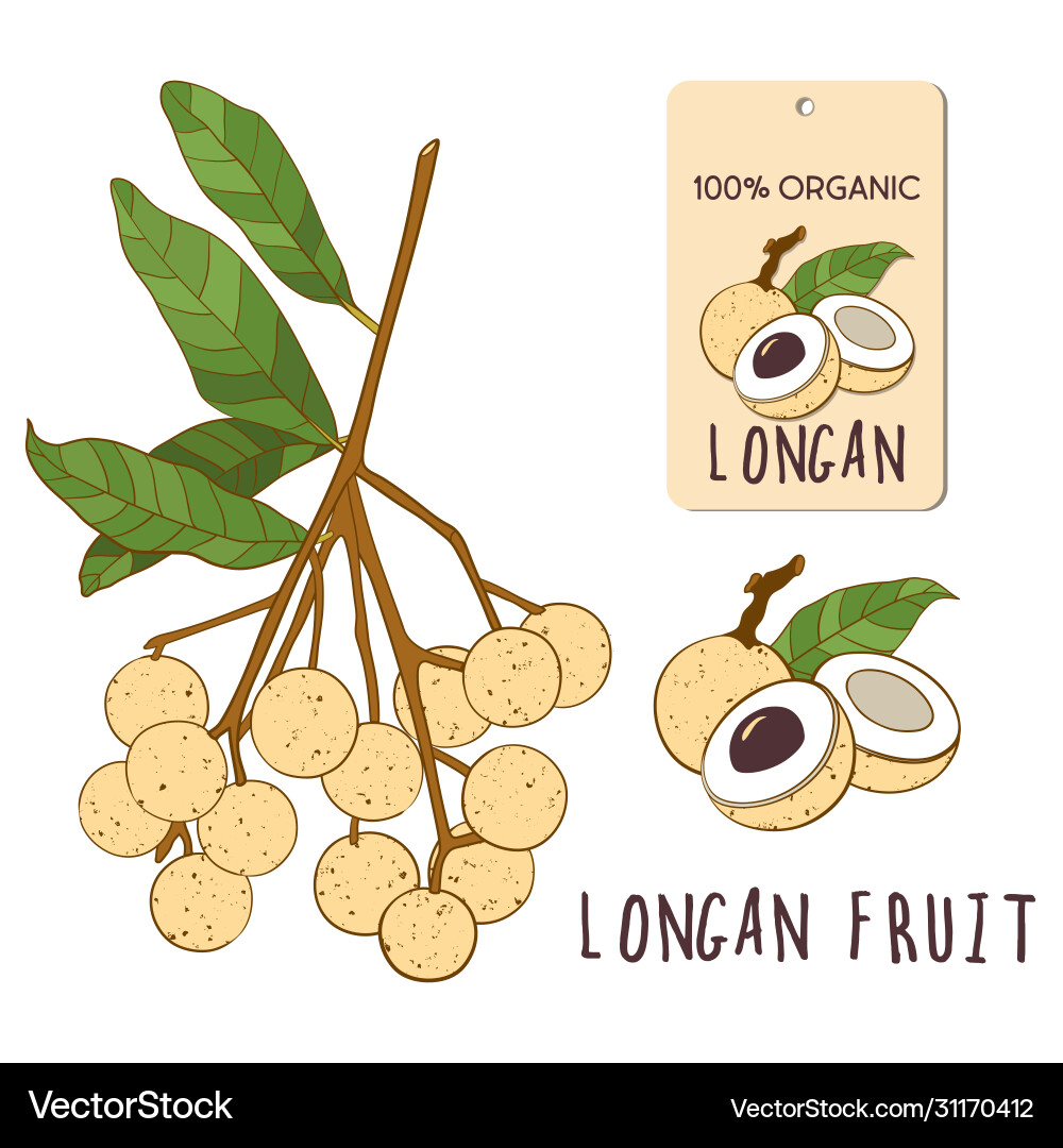 Longan colorful set hand drawn tropical Royalty Free Vector