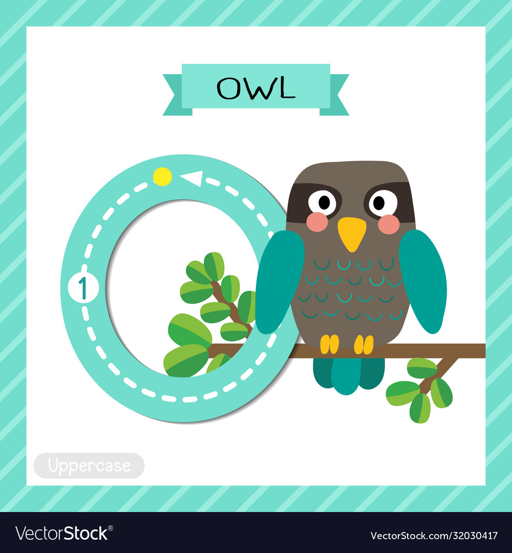 Letter o uppercase tracing turquoise owl bird Vector Image
