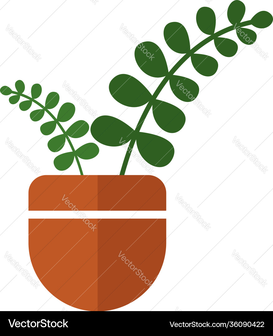 Zz plant in a pot on white background Royalty Free Vector