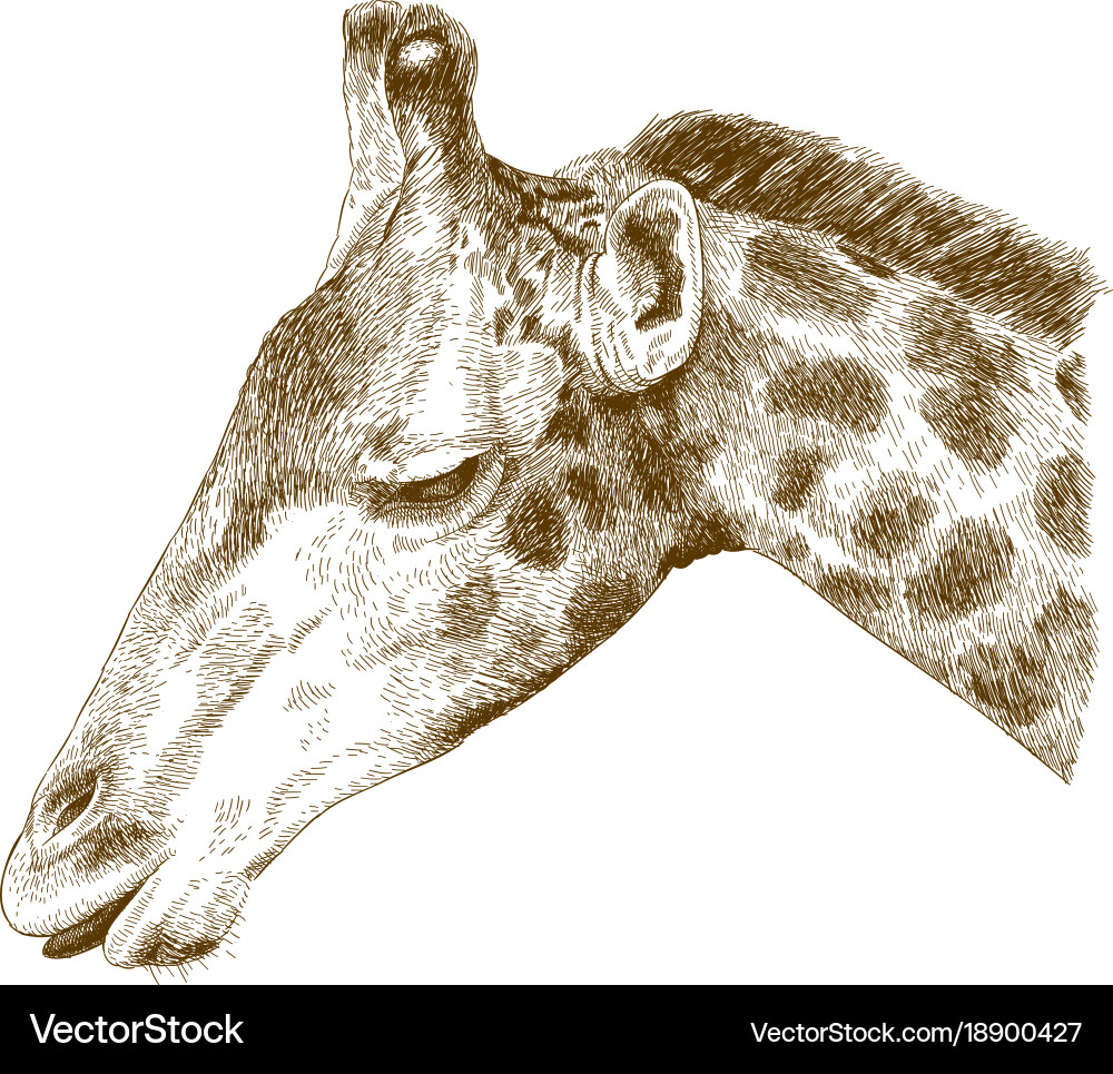 Engraving of giraffe head Royalty Free Vector Image