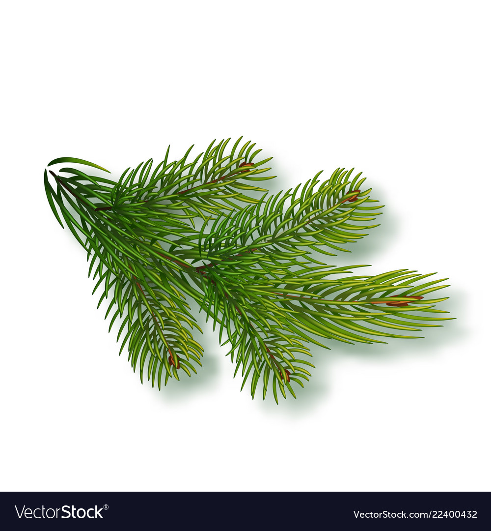 Spruce branch isolated on background christmas Vector Image