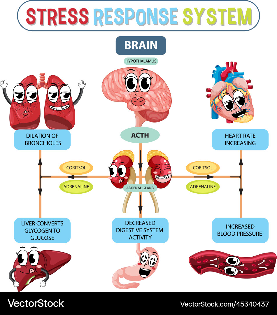 Stress Response System Scheme Royalty Free Vector Image