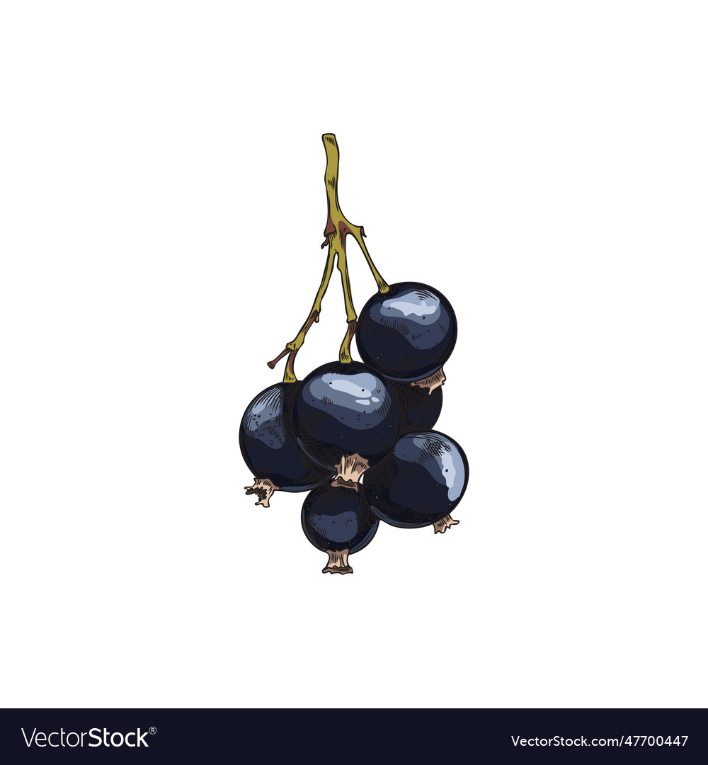 Hand drawn realistic sketch of bunch black Vector Image