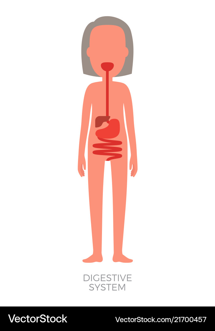 Digesteve system female organism internal build Vector Image