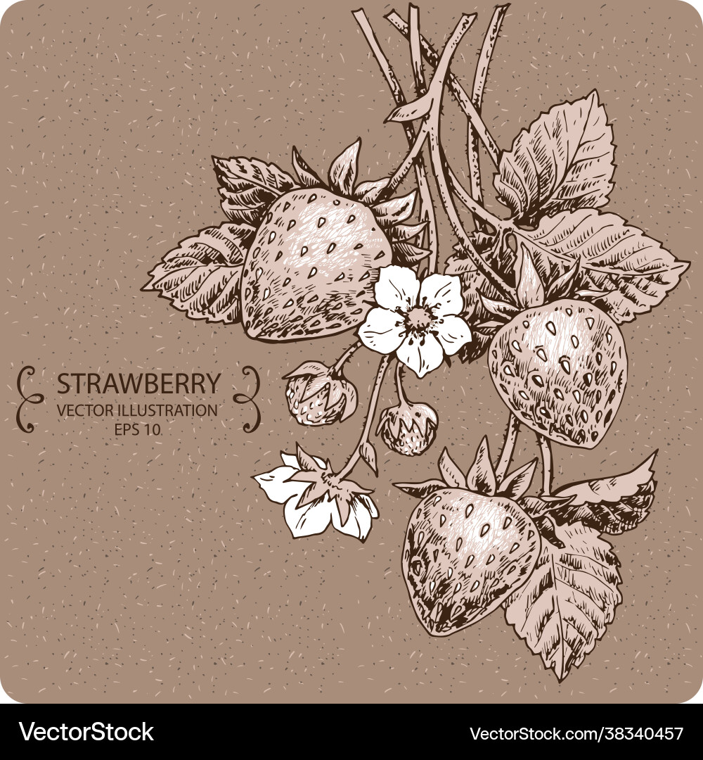 Strawberry flowers and berries Royalty Free Vector Image