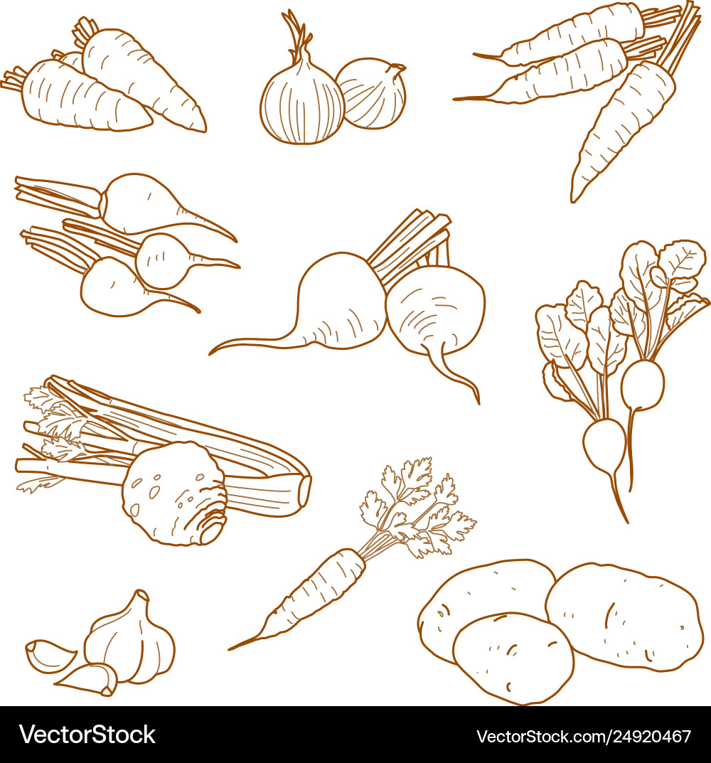 Root vegetables vegetarian farm products set Vector Image