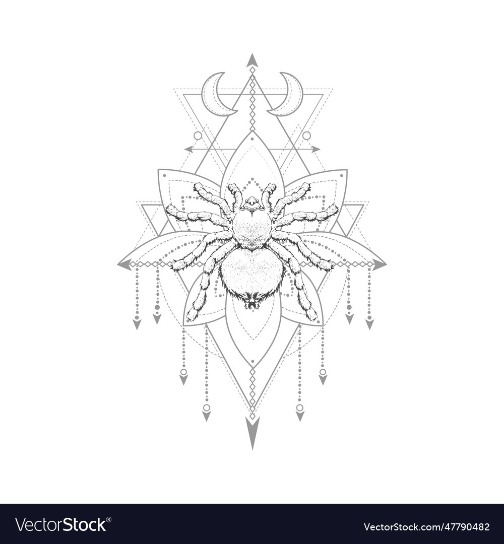 Spider Royalty Free Vector Image - VectorStock