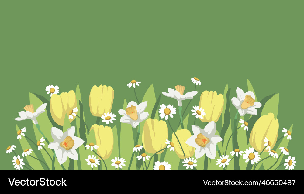 Spring banner with daffodils and daisies flowers Vector Image