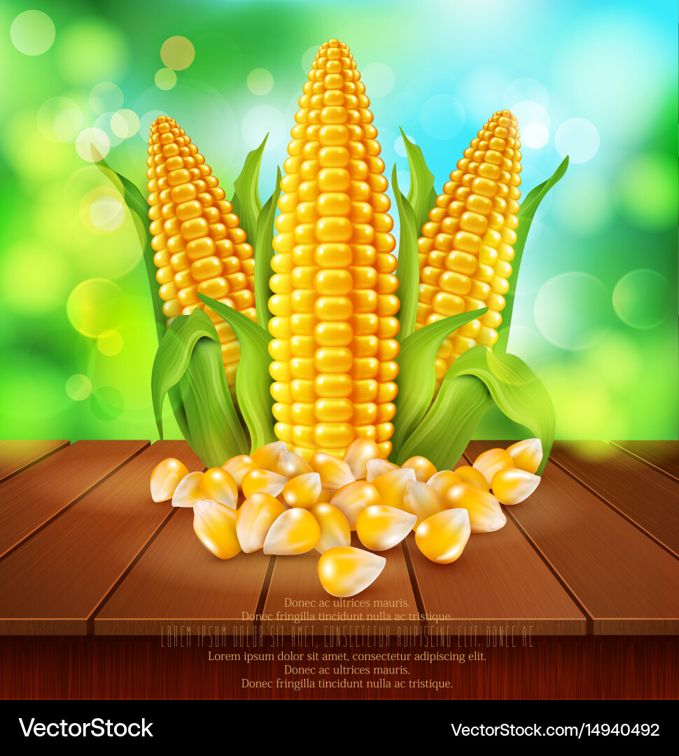 Background with grains and cobs of corn on a Vector Image