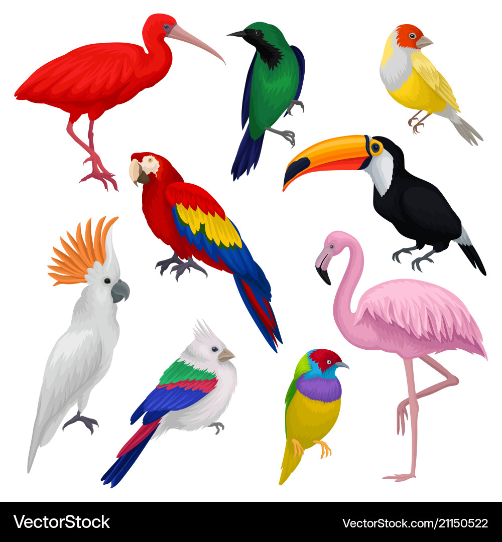 Detailed set various exotic birds wild Royalty Free Vector