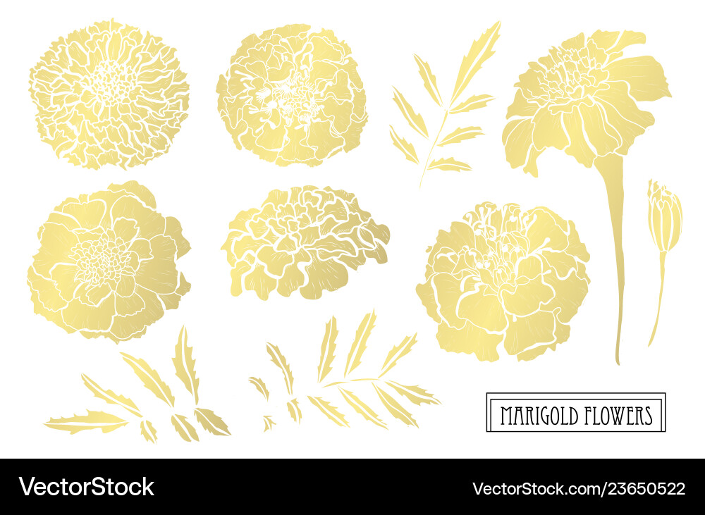 Golden floral decoration Royalty Free Vector Image