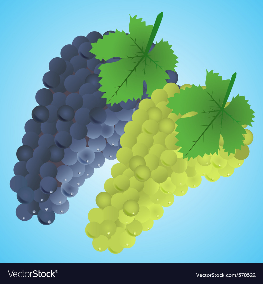 Grapes Royalty Free Vector Image - VectorStock
