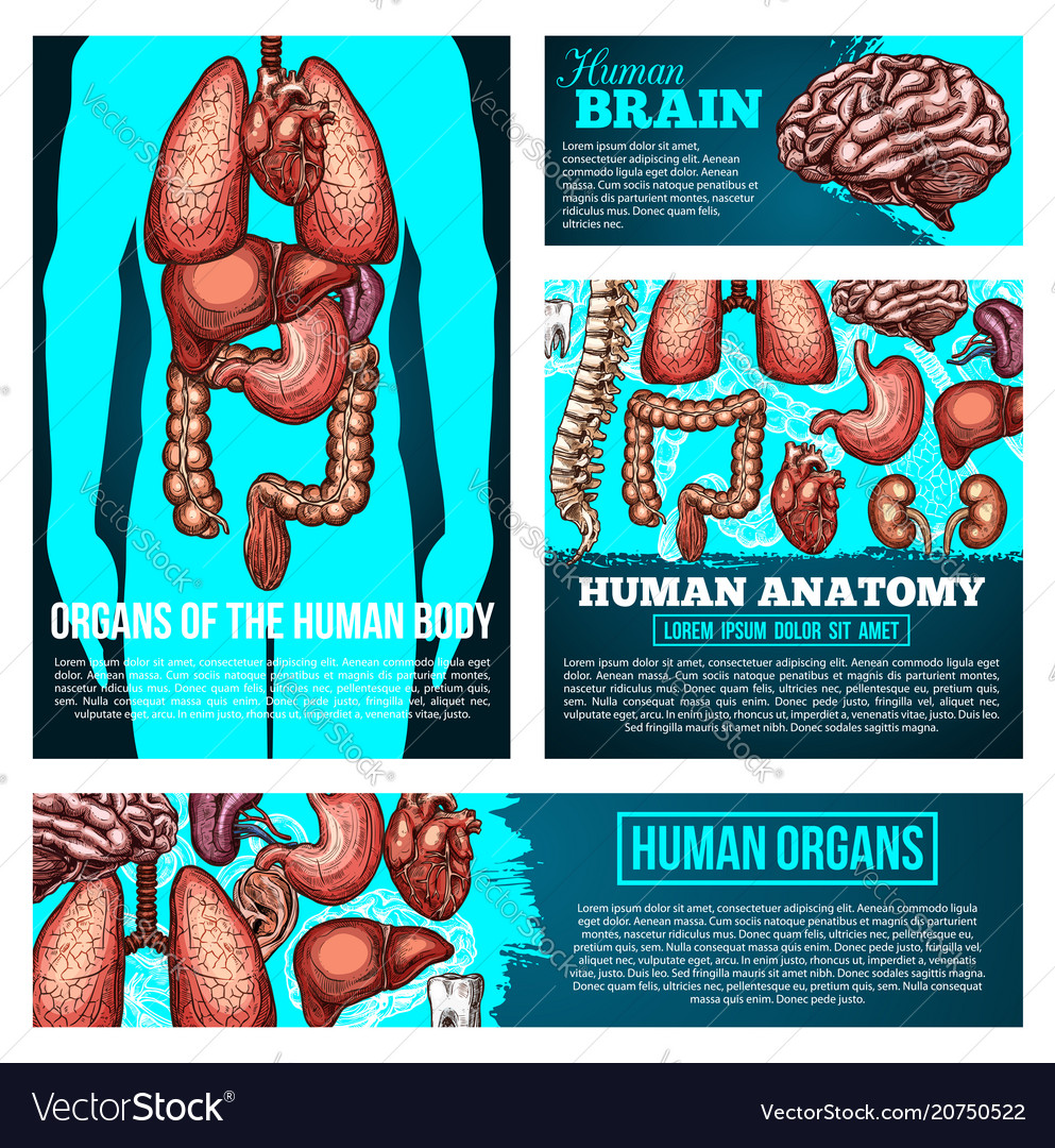 Human Body Anatomy Banner With Organ Bone Sketch Vector Image