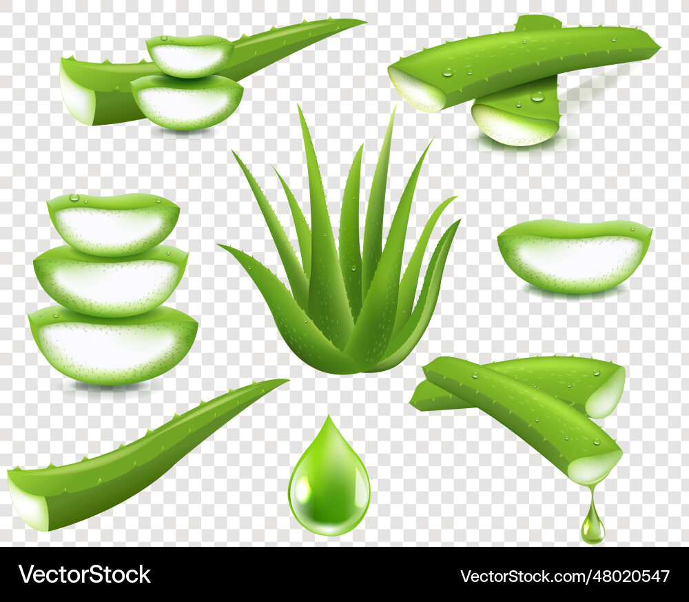Aloe vera big set isolated transparent background Vector Image