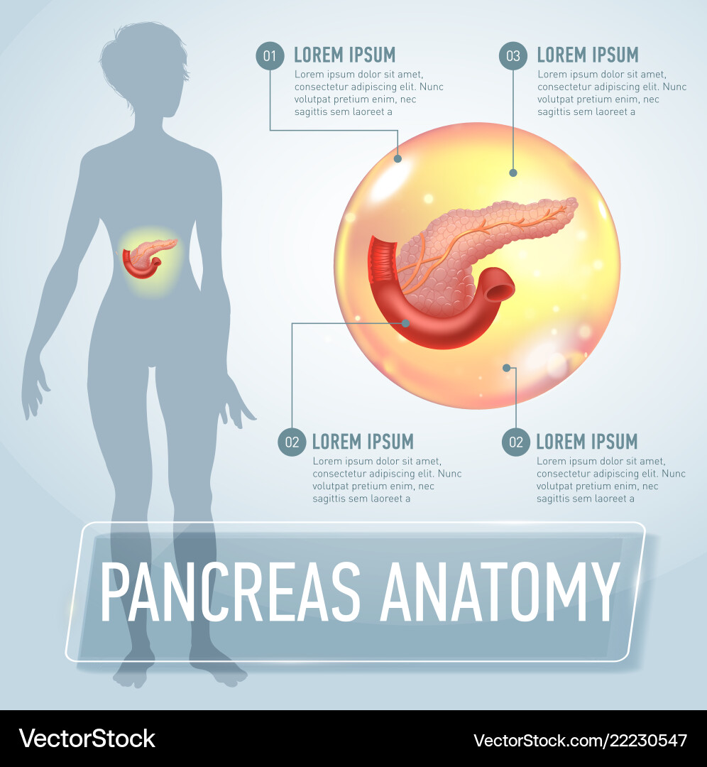 Pancreas infographics banner Royalty Free Vector Image