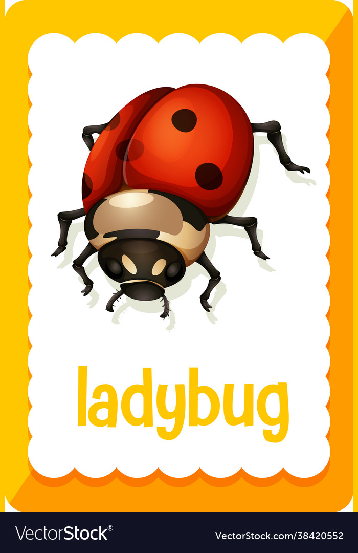 Vocabulary flashcard with word ladybug Royalty Free Vector