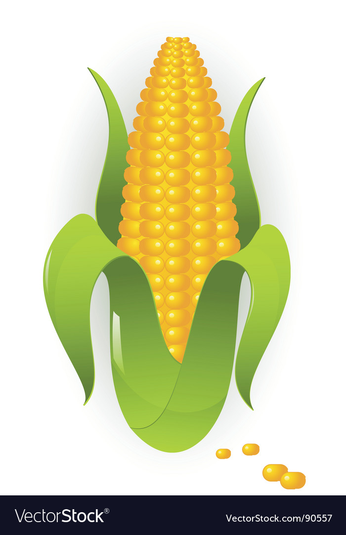 Corn Royalty Free Vector Image - VectorStock