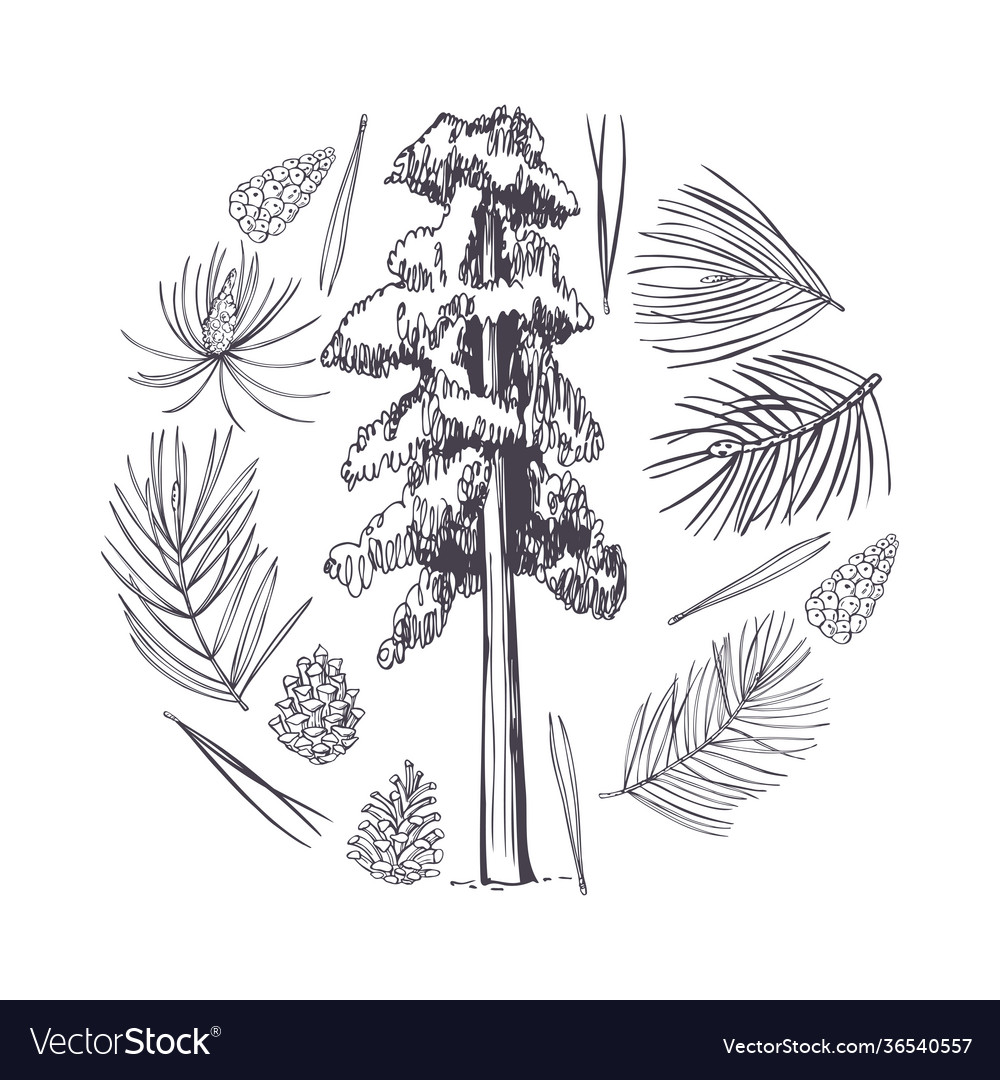 Pine set Royalty Free Vector Image - VectorStock