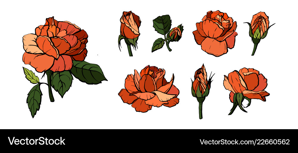Elements set of orange roses Royalty Free Vector Image